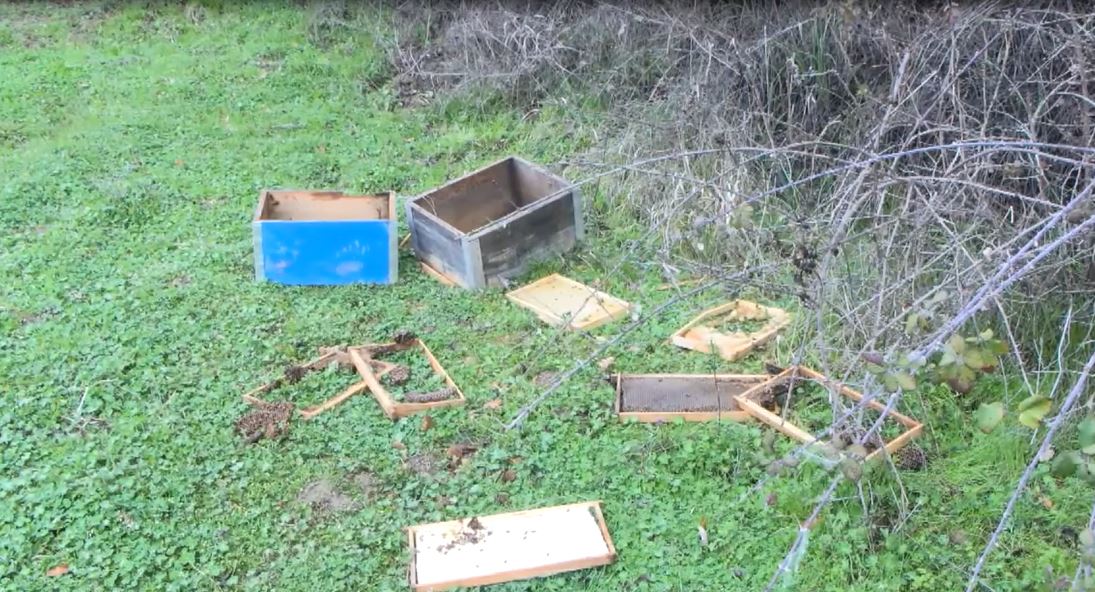 Мечки прават ‘ршум низ пчеларниците во охридско и ресенско - Алсат ТВ