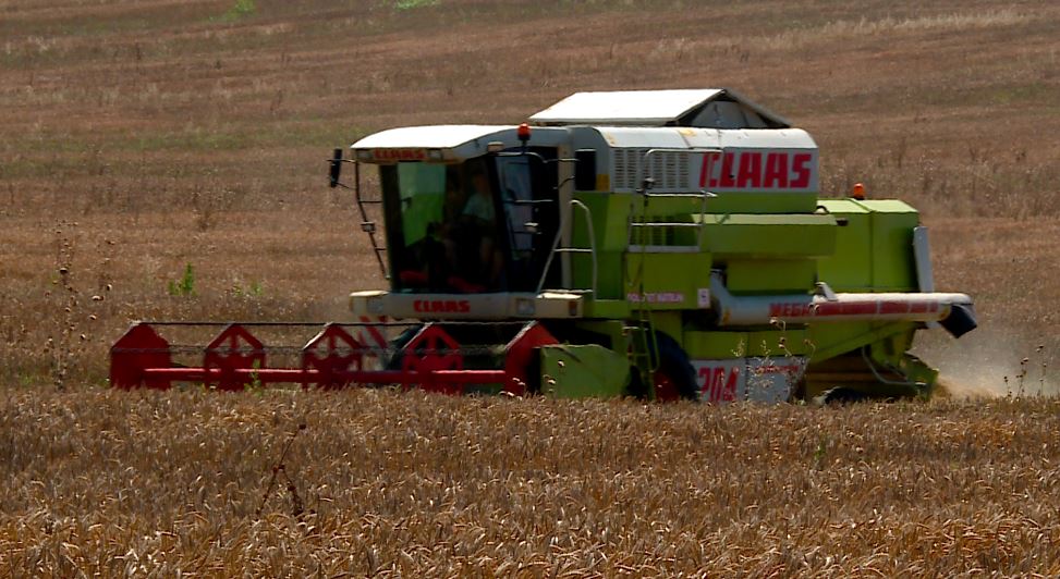 Со доцнење, поради врнежите почна жетвата на пченицата - Алсат ТВ