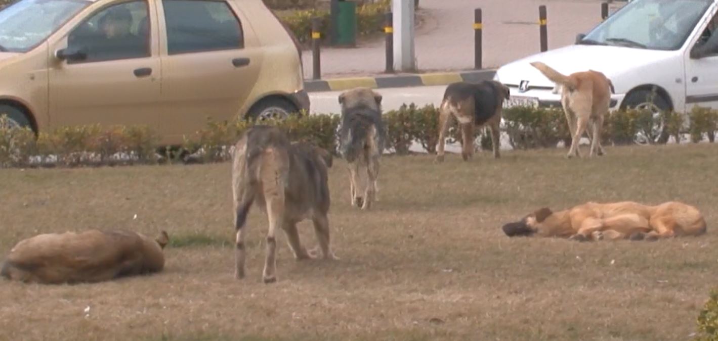 Qentë endacak “pushtojnë” Tetovën - Alsat