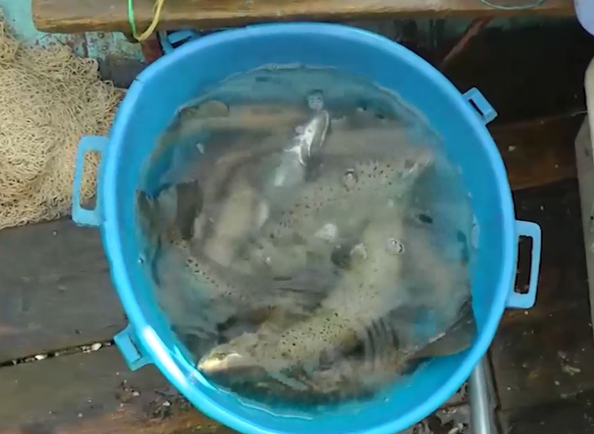 Ohër, trofta e vogël shitet në tregun e zi - Alsat