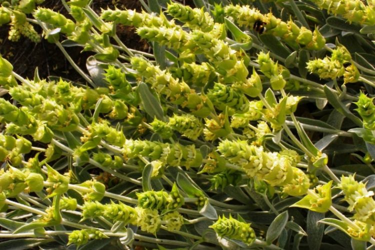 Çaj mali kundër kollës, ftohjeve dhe virozave - Alsat