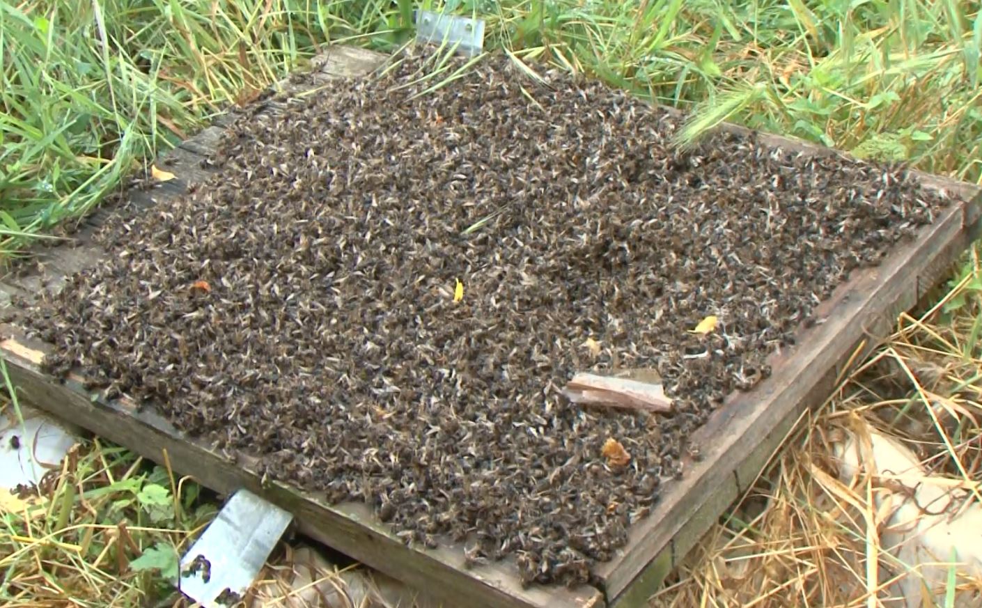 Mijëra bletë të ngordhura si pasojë e helmit që përdoret për të ...