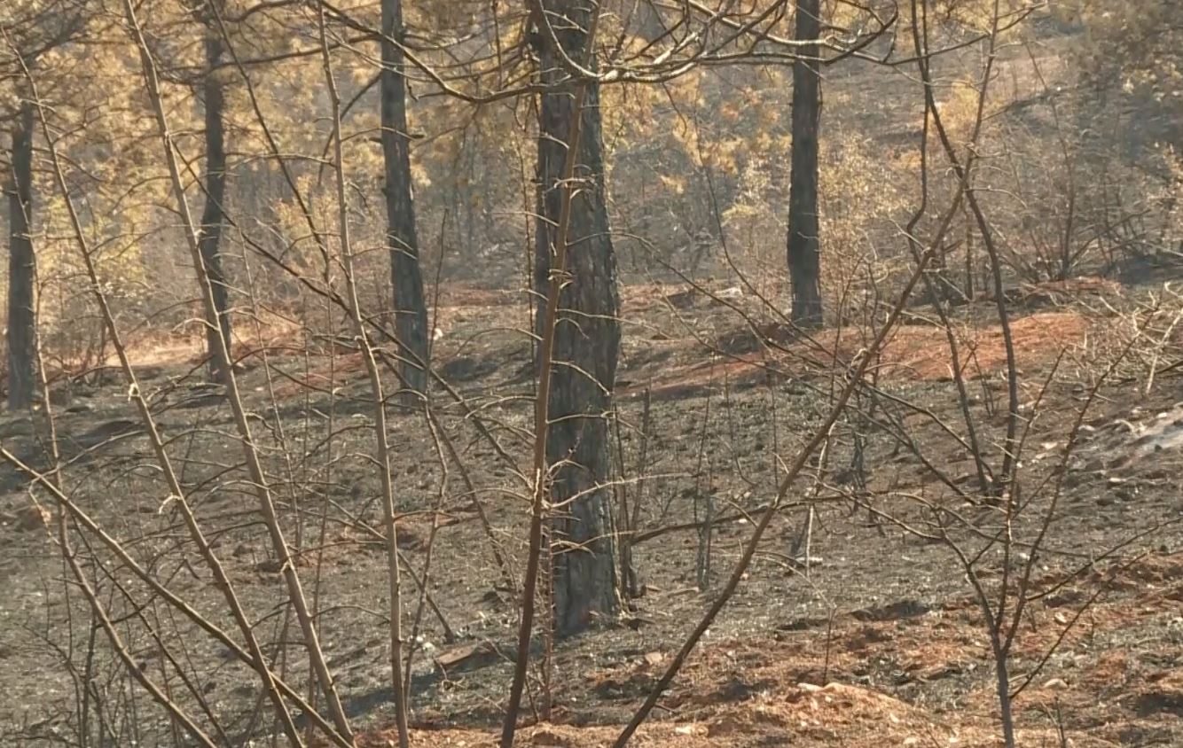 Thatësira shton rrezikun për zjarre në pyje - Alsat