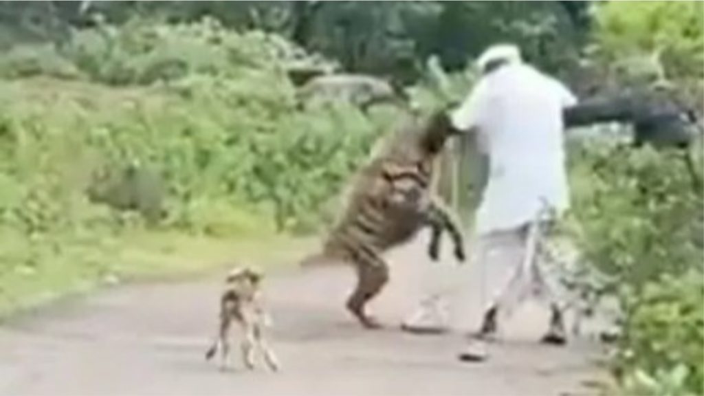 Hiena del nga xhungla dhe sulmon të moshuarin - Alsat