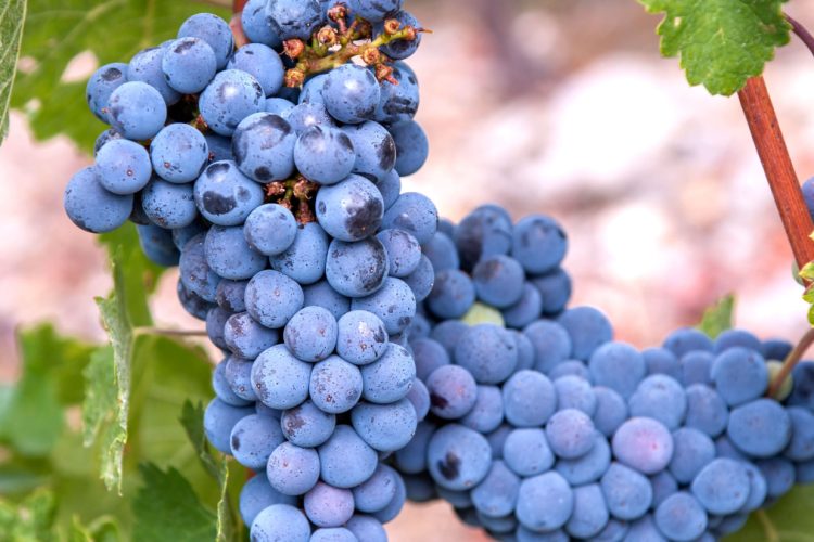 Fruti 'flori' i vjeshtës/ Disa receta me rrush që duhet ti provoni ...