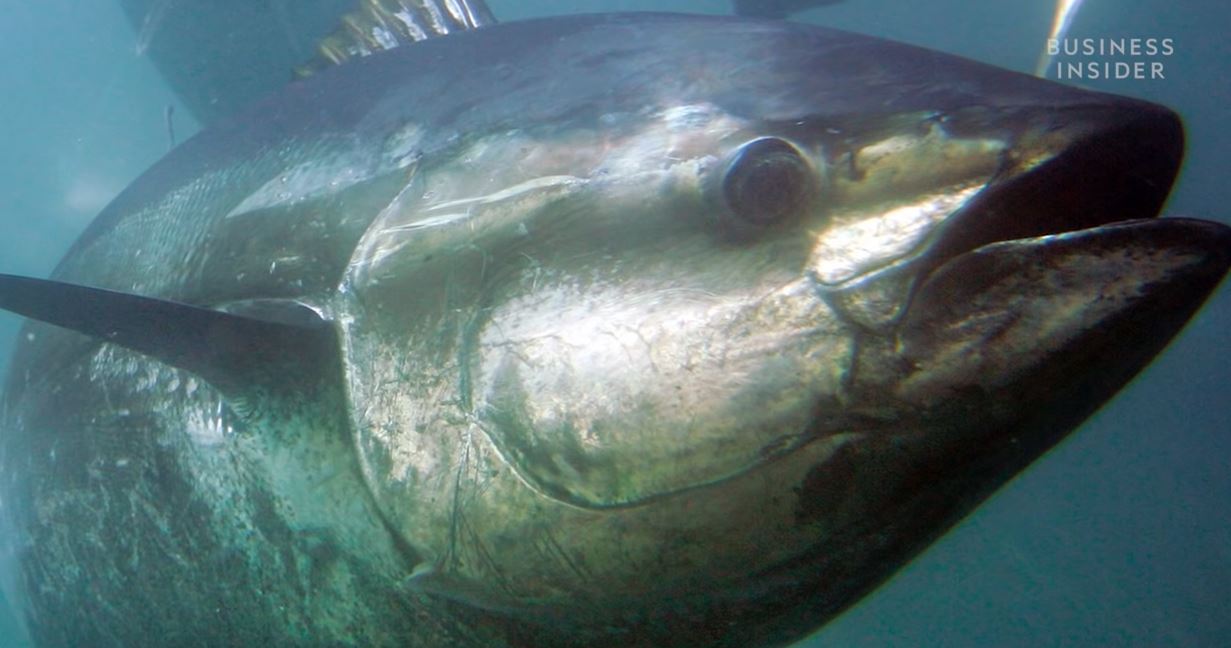 Tokio, peshku ton u shit 145 mijë dollarë - Alsat