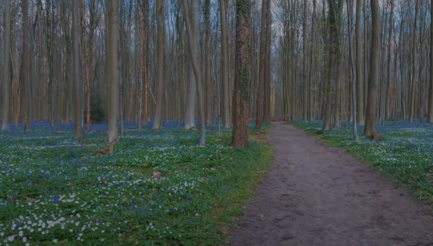 “Pylli i kaltër”, atraksion për turistët - Alsat