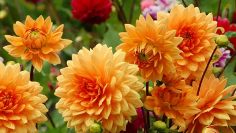 Kështu duhet të kujdeseni për lulet në verë - Alsat