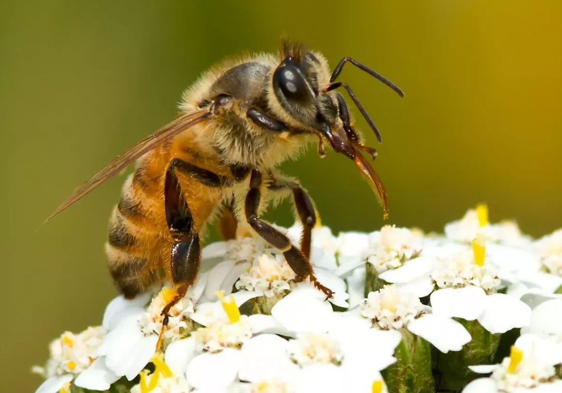 Pse disa bletë bëhen punëtore dhe disa bëhen mbretëresha? - Alsat