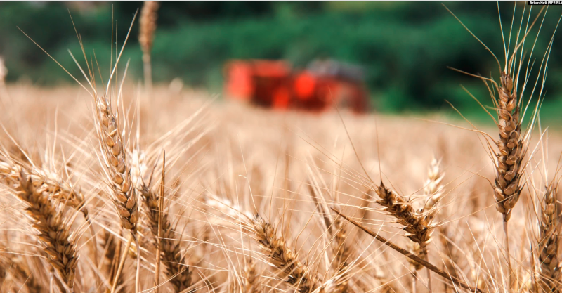 Grurit në Kosovë po i mungon cilësia, pasiguri për përpunimin e tij - Alsat