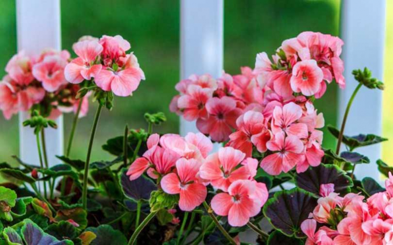 Si t’i mbrojmë bimët nga ngricat gjatë dimrit? - Alsat