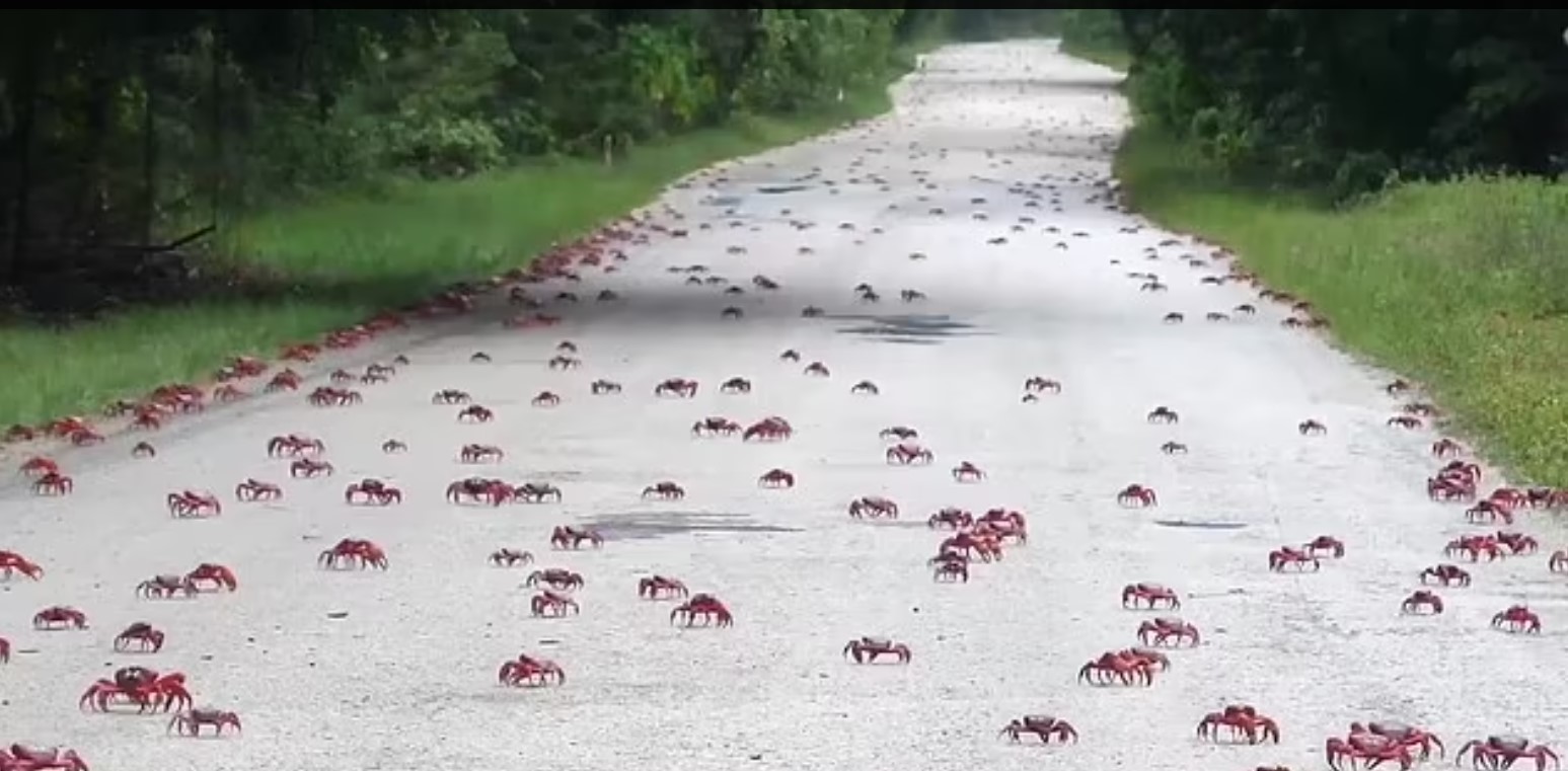 Miliona gaforre të kuqe pushtojnë ishullin - Alsat