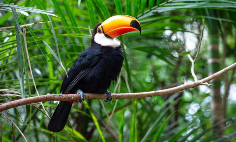 7 fakte interesante për tukanet e bukura që ndoshta nuk i keni ditur ...