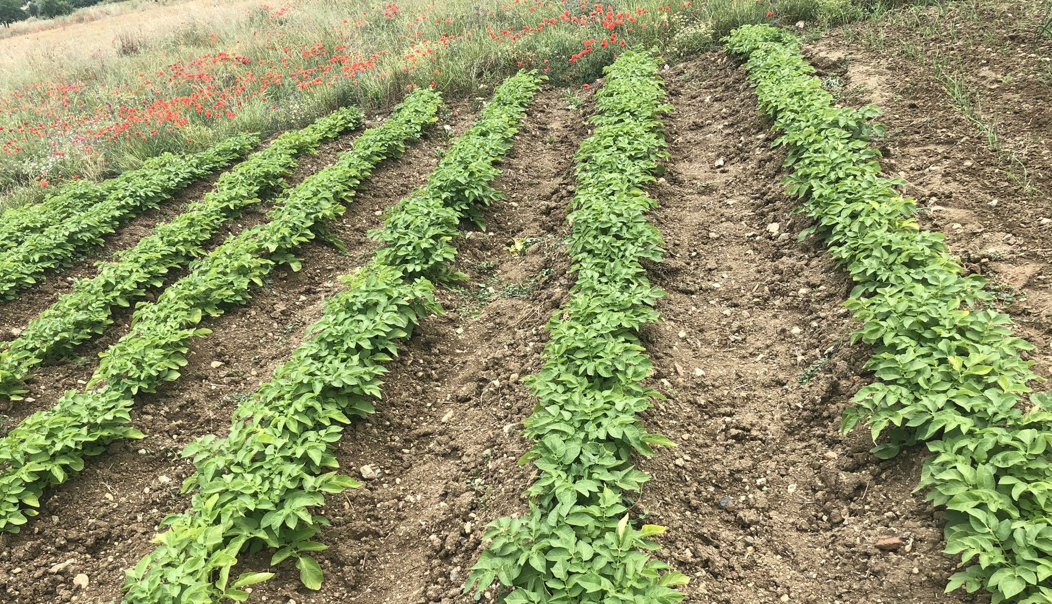 Trefish më shumë reshje se mesatarja, lagështia problem për kulturat ...