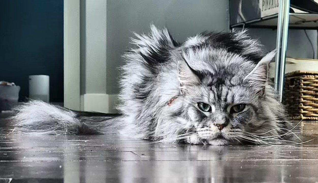 Pse disa qen kanë frikë nga macet, shpjegon një ekspert - Alsat