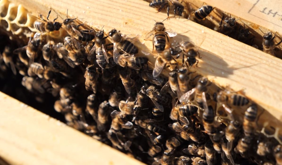 Bletët numërohen nga e majta në të djathtë, ashtu si disa njerëz ...