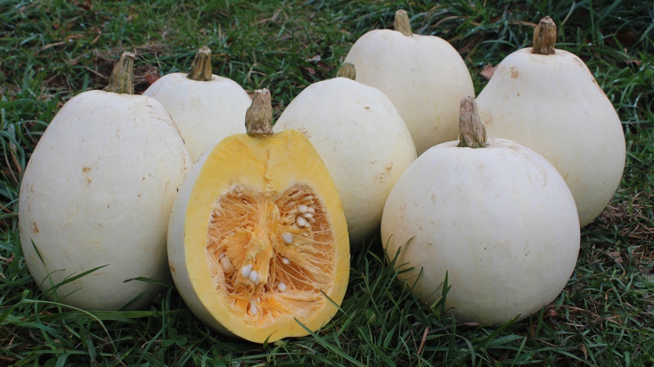 Kungulli, kushtet e kultivimit dhe vlerat për shëndetin - Alsat