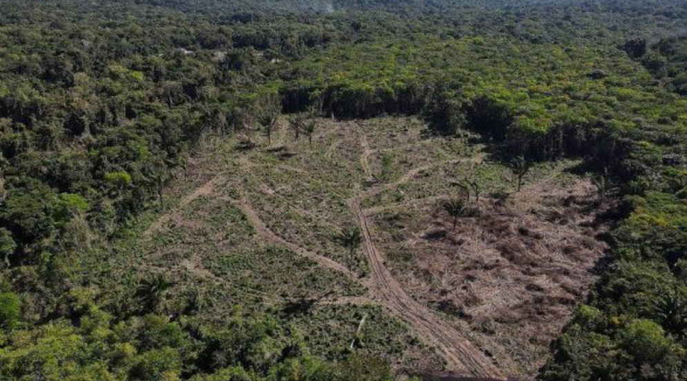 Shpyllëzimi në Amazonë ra me 50% në vitin 2023 - Alsat