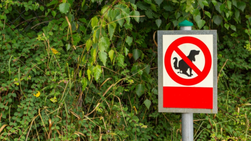 Gjoba për pronarët, Italia prezanton testin e ADN-së së jashtëqitjeve ...