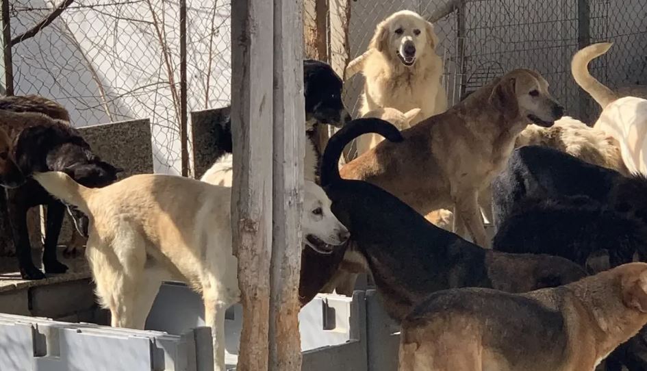 U akuzua se strehoi në shtëpi 94 qen në kushte të papërshtatshme ...