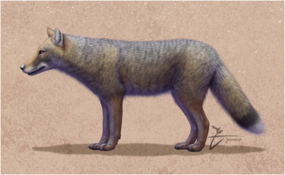 Hulumtimi i ri zbulon: Një specie dhelpre e zhdukur mbahej si kafshë ...