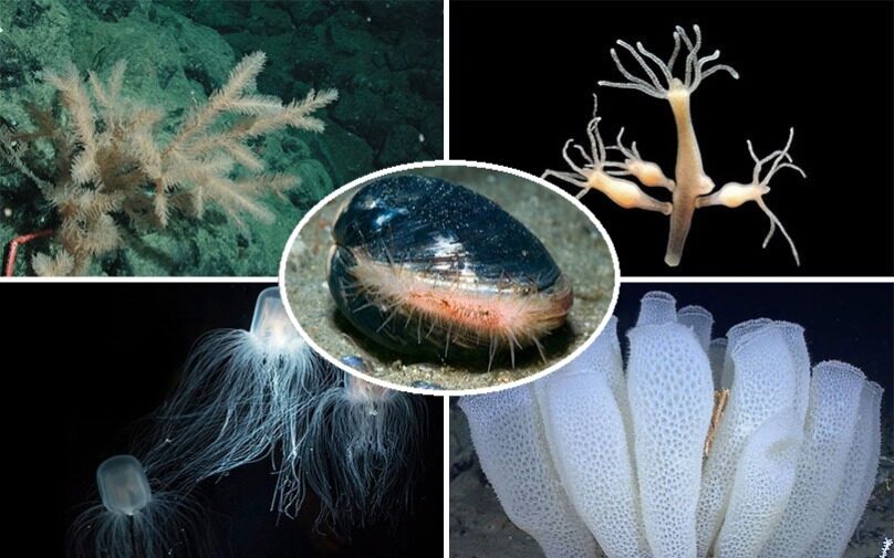 Top 5 gjallesat më jetëgjata - disa jetojnë për mijëra vjet - Alsat