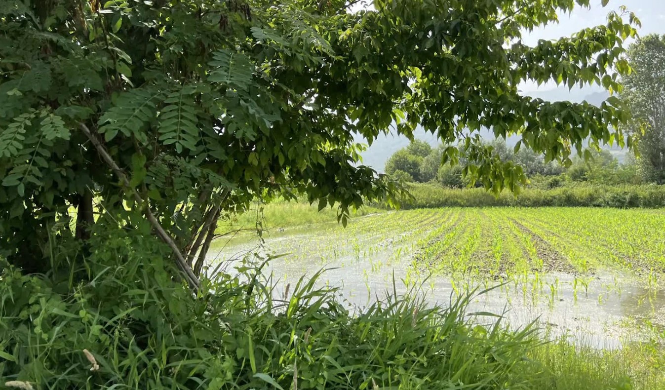 Fushat e Pallçishtës, të vërshuara nga kanali, mbi 150 hektarë tokë të ...