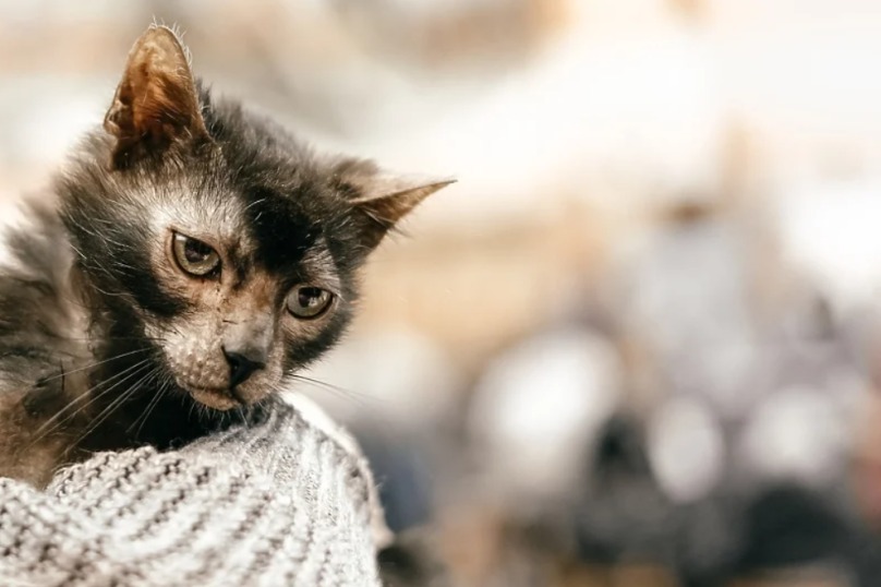 Macja më e çuditshme në botë: Duket si një ujk dhe është shumë ...