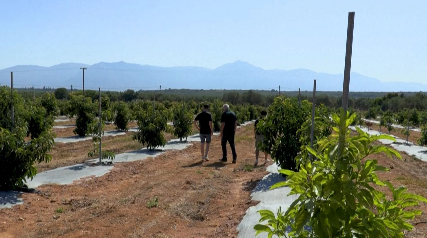 Ndryshimet klimatike, femerët grekë zëvendësojnë ullinjtë me bimë ...