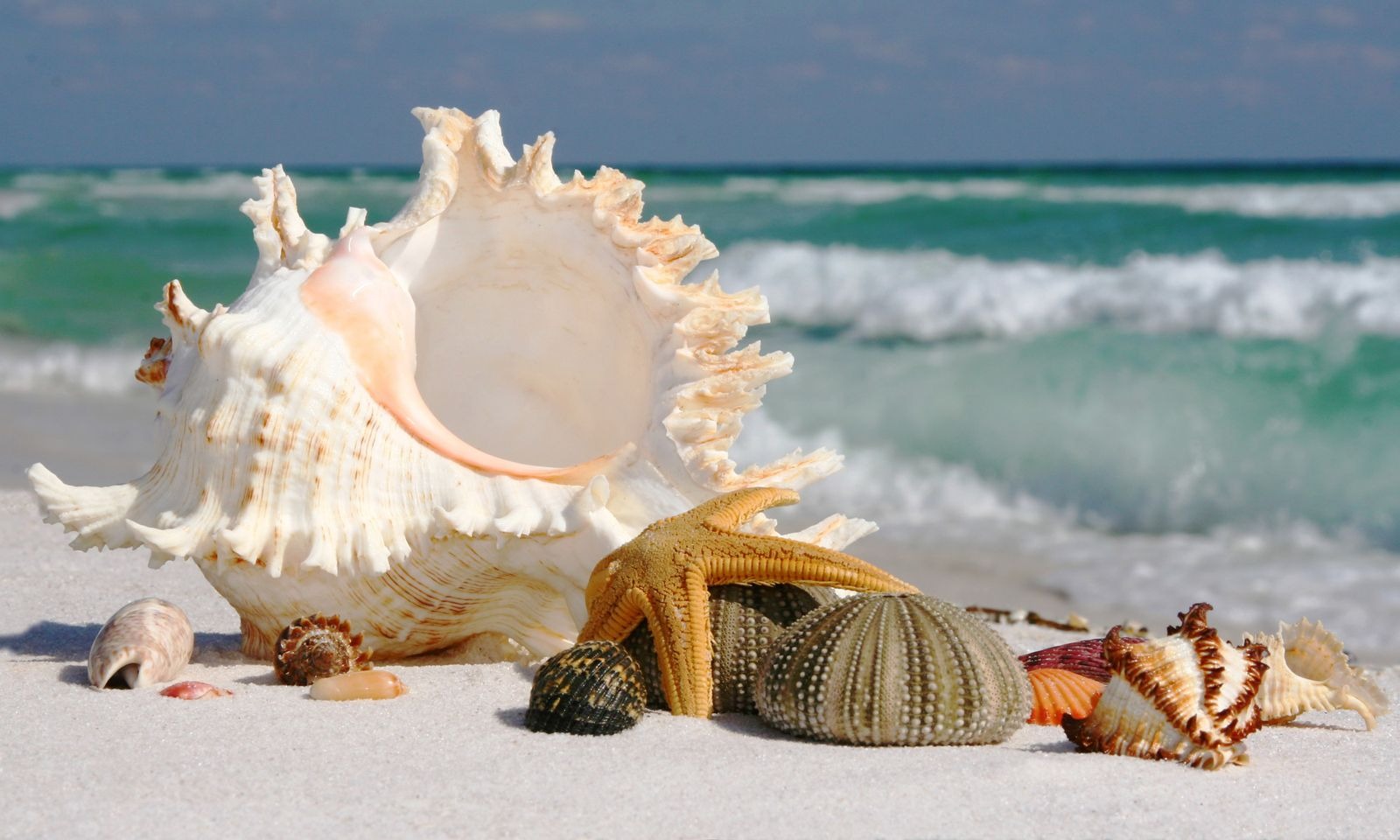 Si formohen guaskat? Një histori mbresëlënëse për krijesat e detit - Alsat