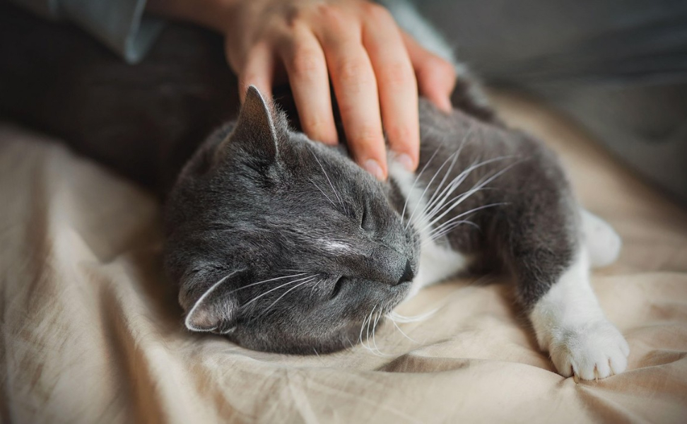 Macja më e vjetër në botë, Rosie, vdiq në moshën 33-vjeçare - Alsat