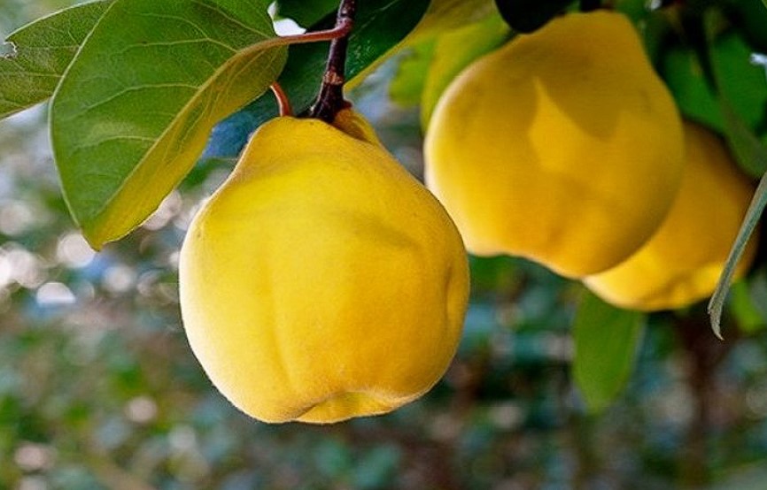 Në vjeshtë gjethet e frutave kanë më shumë rëndësi, zbuloni vlerat e ...