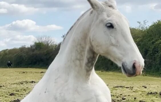 Ai vepron si një qen: A keni parë ndonjëherë një kalë të ulur? - Alsat