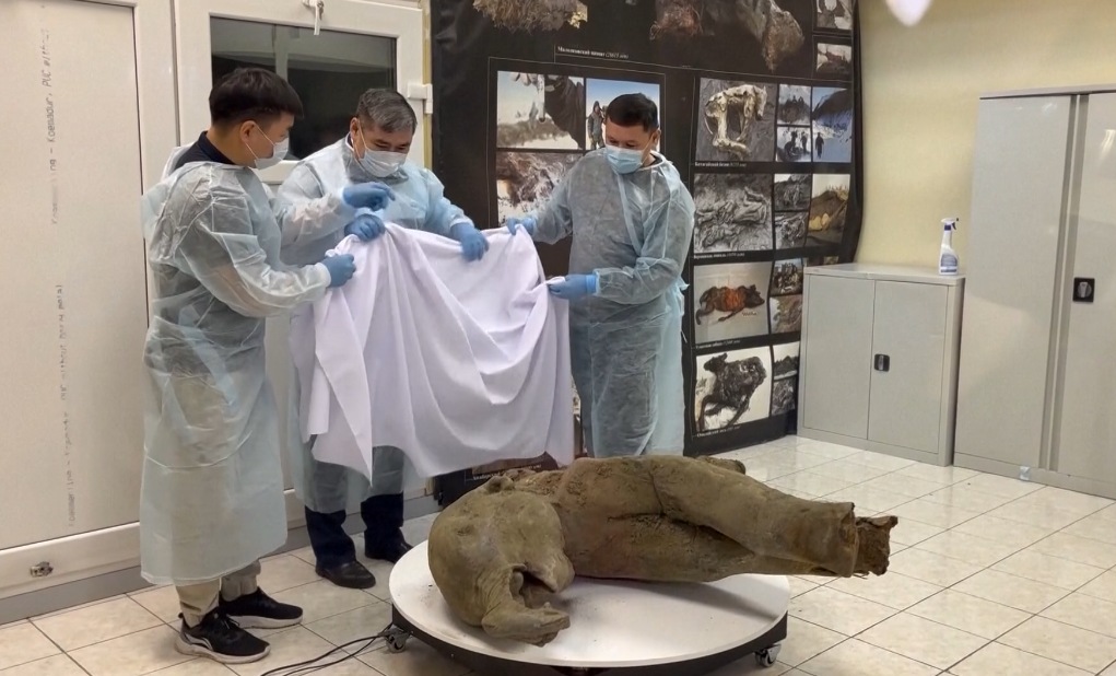 Gjenden fosilet e mamuthit 50 mijë vjeçar - Alsat