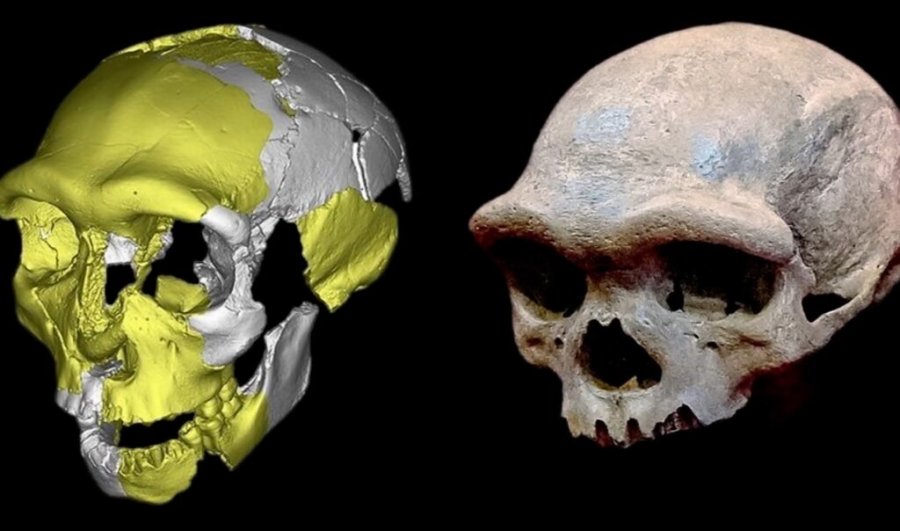 Zbulohet një specie e re humane - Alsat