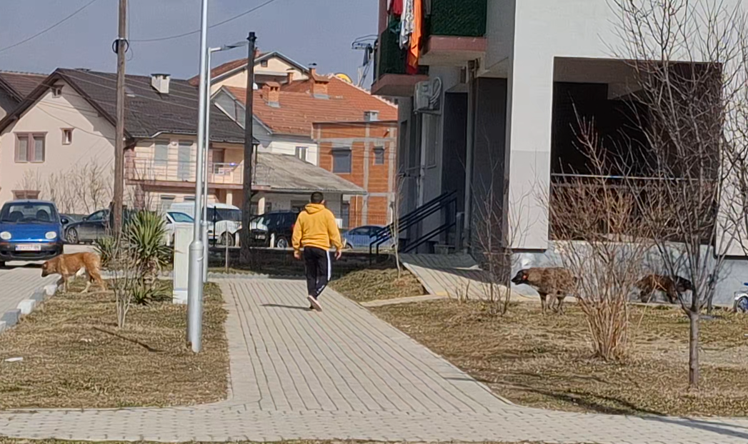 Sulmi nga qentë endacakë është bërë përditshmëri në Gostivar dhe zonat ...