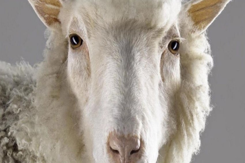 Si ndodhi klonimi i qengjit Dolly? - Alsat