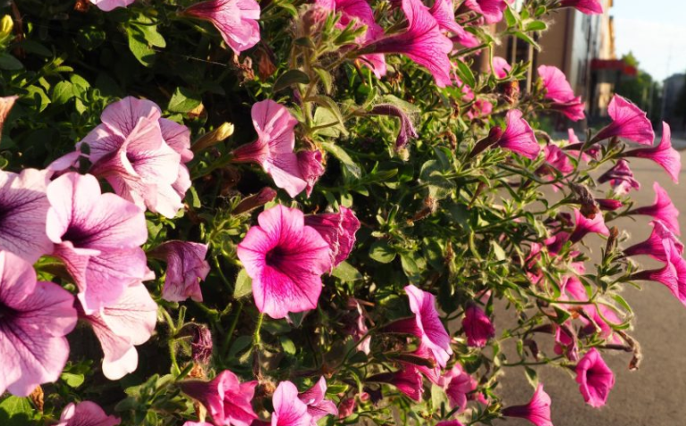 Lule për t'u mbjellë në shkurt: E lehtë për t'u mirëmbajtur, ju do të ...