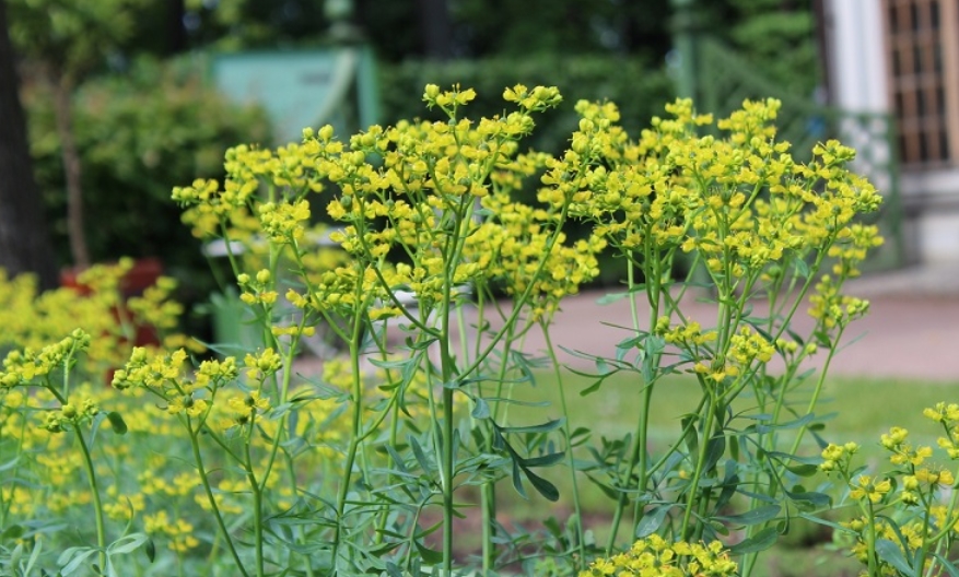 Një bimë që gjendet pothuajse në çdo oborr, por askush nuk e di se sa e ...