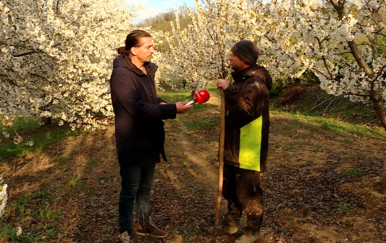 Temperaturat e ulëta dhe bora në prill kanë dëmtuar prodhimet bujqësore ...
